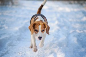 Dog Frostbite: 7 Signs and How to Prevent it | Great Pet Care