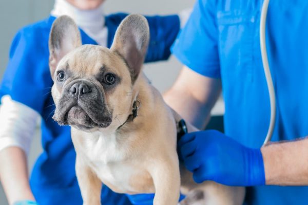 Tylan Powder for Dogs | Great Pet Care