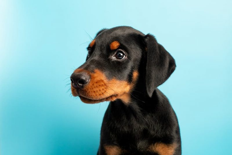 Doberman Pinscher Personality Traits & Facts | Great Pet Care