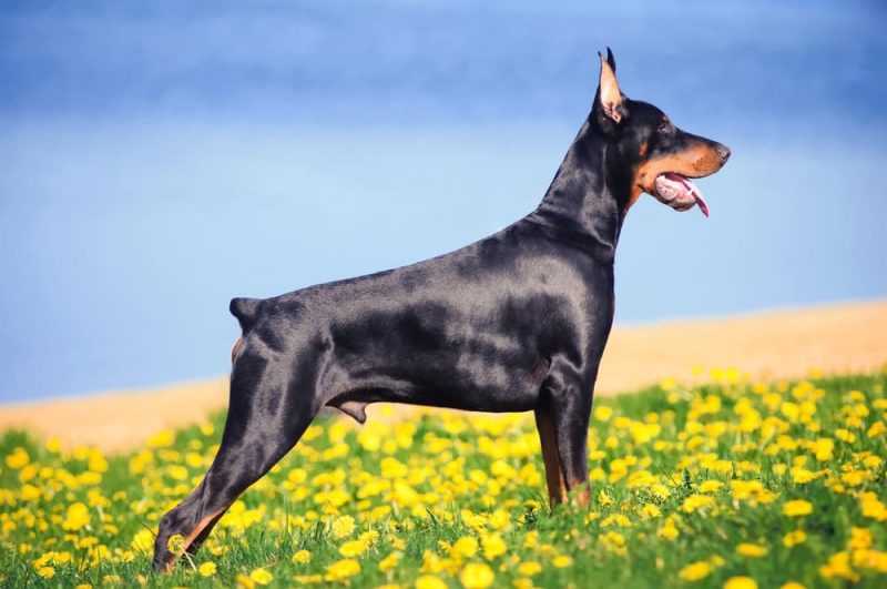 Doberman Pinscher Personality Traits & Facts | Great Pet Care