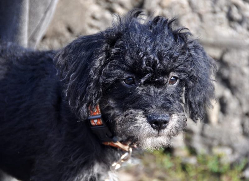 Schnoodle Dog Personality Traits & Facts | Great Pet Care