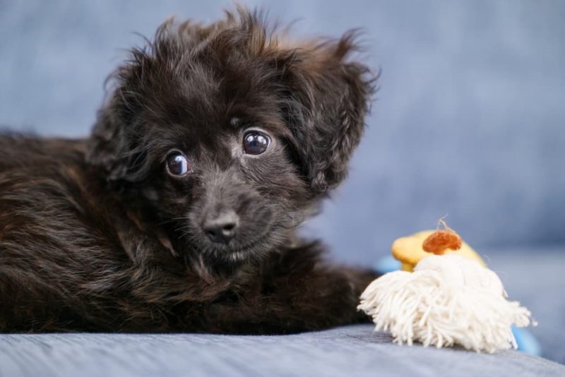 9 Designer Poo Dog Breeds | Great Pet Care