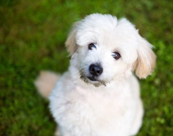 9 Designer Poo Dog Breeds | Great Pet Care