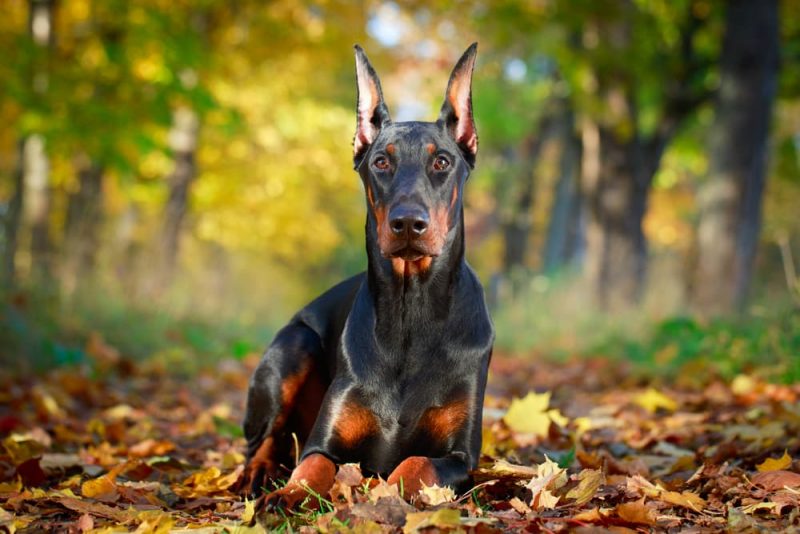 Doberman Pinscher Personality Traits & Facts | Great Pet Care
