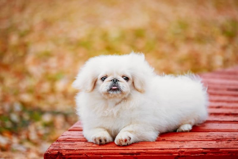 9 Designer Poo Dog Breeds | Great Pet Care