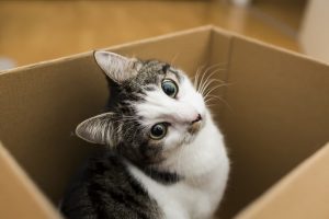 Why Do Cats Like Boxes? | Great Pet Care
