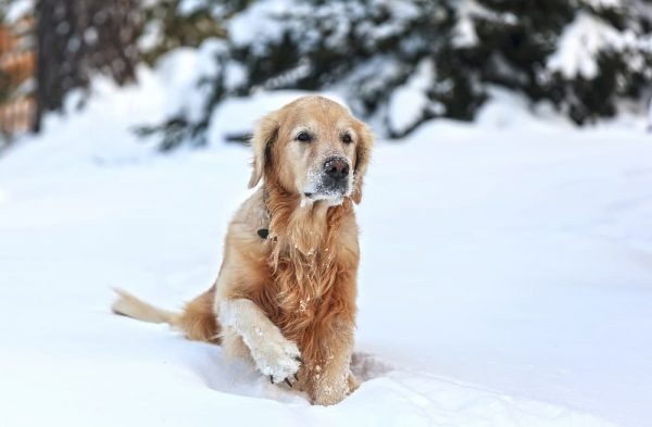 Dog Frostbite: 7 Signs and How to Prevent it | Great Pet Care