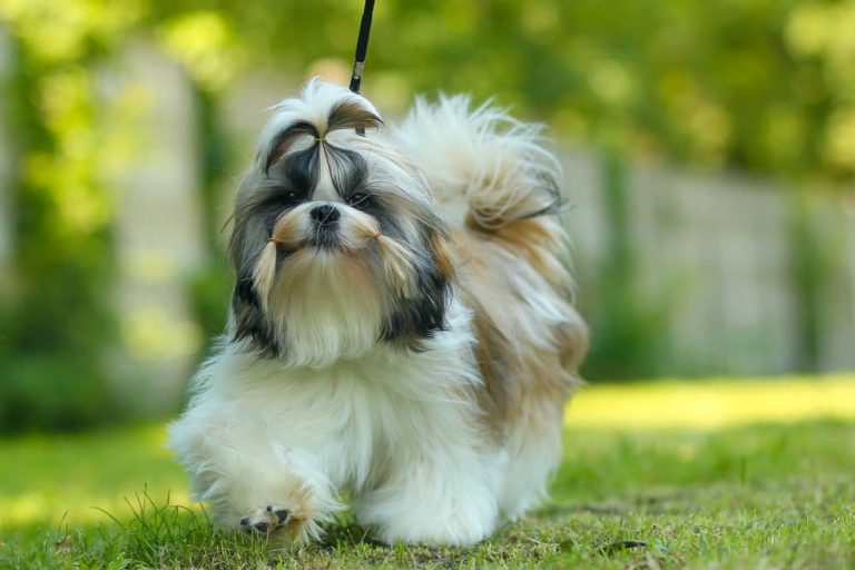 Shih Tzu Dog Personality Traits & Facts | Great Pet Care