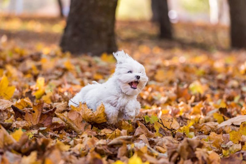 Are Acorns Bad For Dogs? | Great Pet Care
