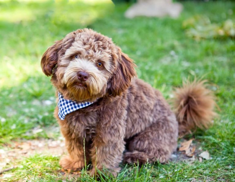 Schnoodle Dog Personality Traits & Facts | Great Pet Care
