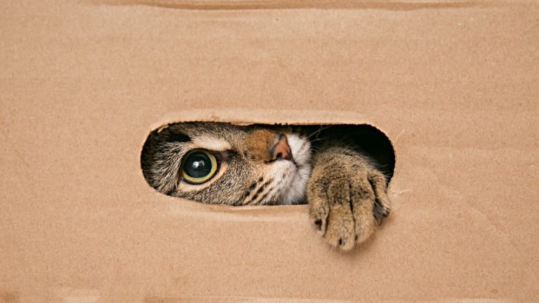 Why Do Cats Like Boxes? | Great Pet Care