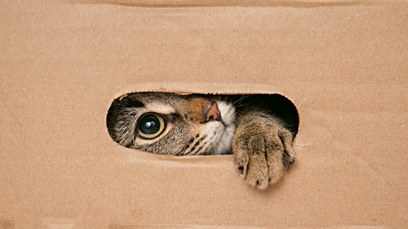 Why Do Cats Like Boxes? | Great Pet Care