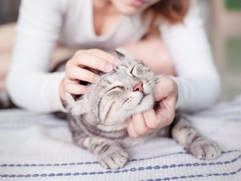 10 Warning Signs Your Cat Is Crying for Help | Great Pet Care