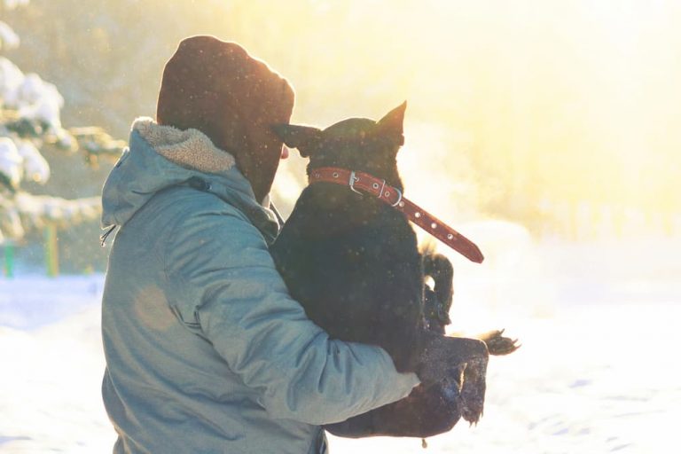 Dog Frostbite: 7 Signs and How to Prevent it | Great Pet Care