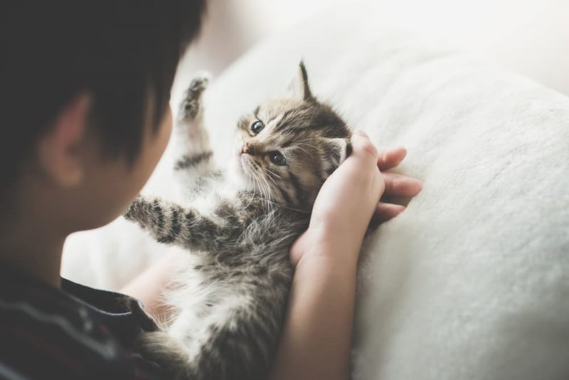 49 Popular Korean Cat Names and Meanings | Great Pet Care