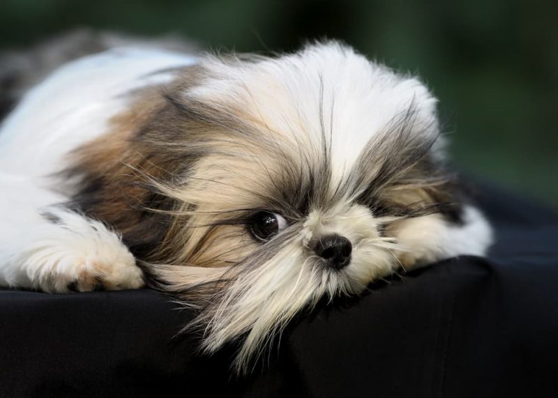 Shih Tzu Dog Personality Traits & Facts | Great Pet Care