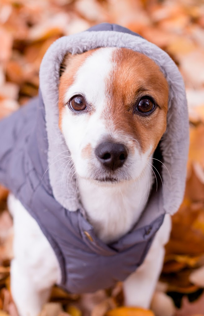 Best Dewormer for Dogs: 6 Vet-Approved Picks | Great Pet Care