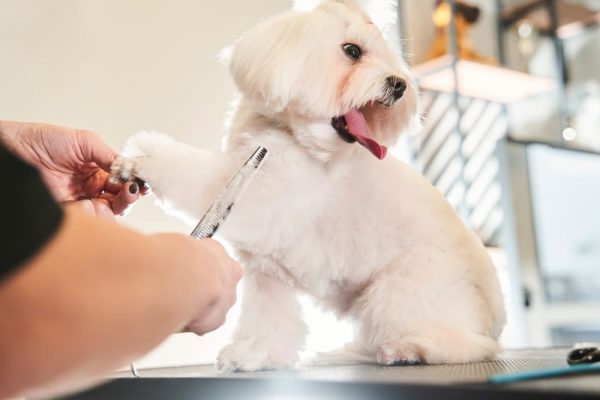 Maltipoo | Great Pet Care