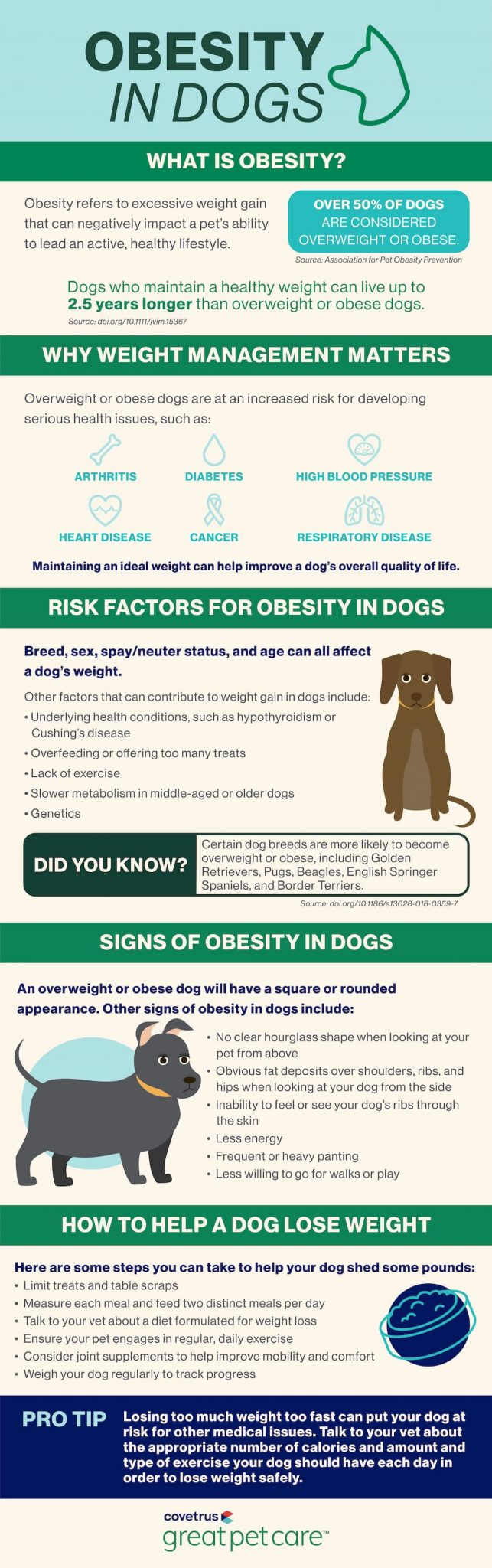 Dog Obesity: Risks, Signs and Solutions | Great Pet Care