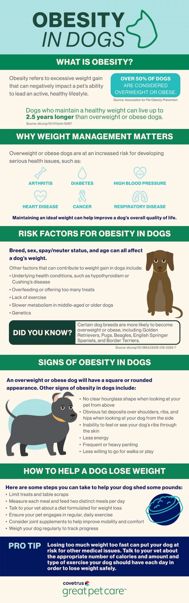 Dog Obesity: Risks, Signs and Solutions | Great Pet Care