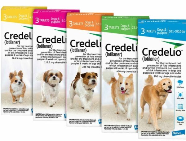 Best Flea Medicine for Dogs: Vet-Approved Options | Great Pet Care