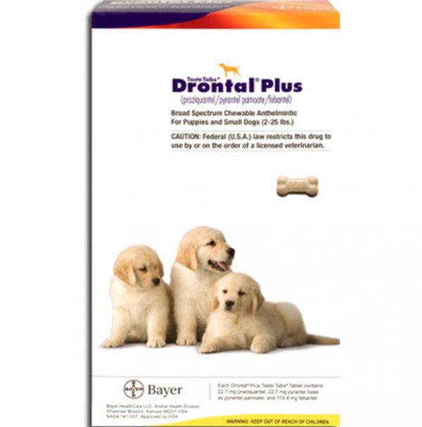 Best Dewormer for Dogs: 5 Vet-Approved Picks | Great Pet Care