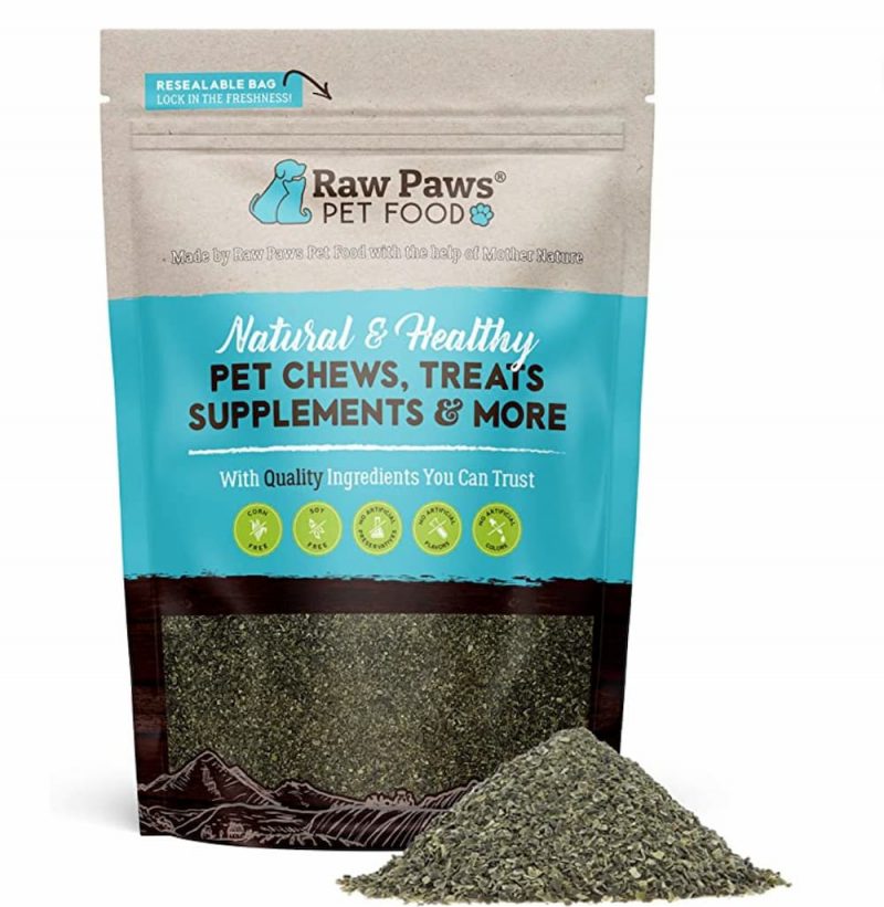 Kelp for Dogs: Benefits and Uses | Great Pet Care