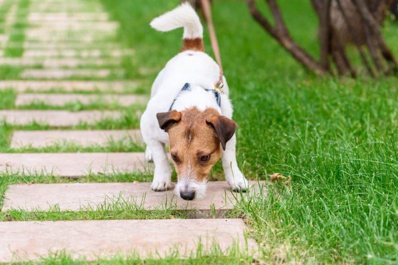 My Dog Ate Weed: What Should I Do? | Great Pet Care