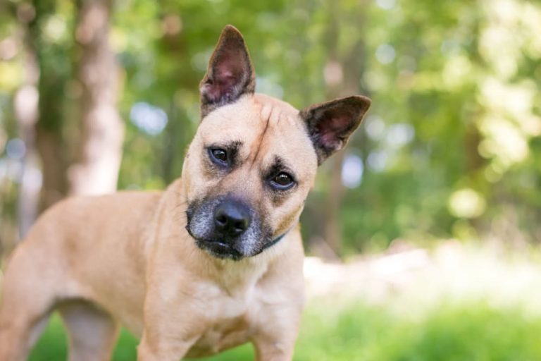 My Dog Ate Weed: What Should I Do? | Great Pet Care