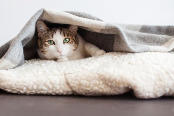 How to Keep Cats Warm in Winter | Great Pet Care