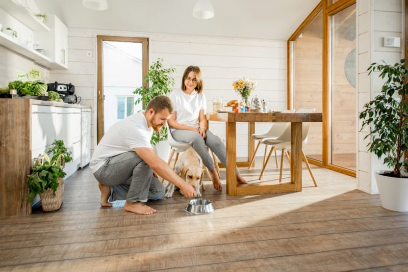 Can Dogs Eat Figs? | Great Pet Care