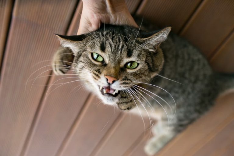 6 Reasons to NEVER Scruff a Cat | Great Pet Care