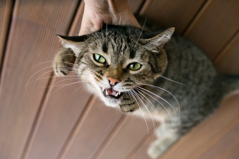 6 Reasons to NEVER Scruff a Cat | Great Pet Care