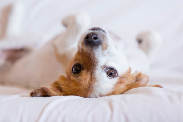 Why Do Dogs Sigh? | Great Pet Care