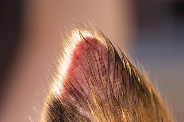 Dog Losing Hair: 11 Causes and How to Help | Great Pet Care