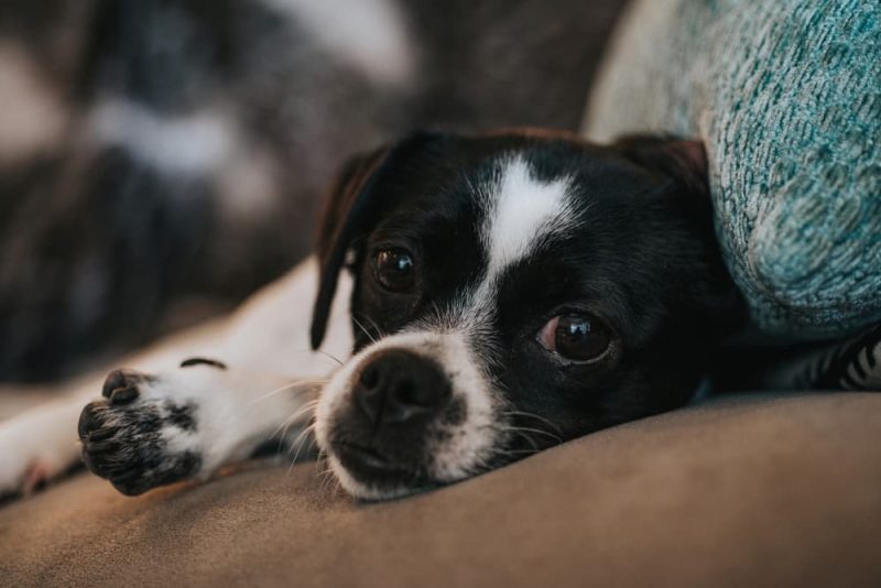 Pneumonia in Dogs: Types and Treatment Recommendations | Great Pet Care