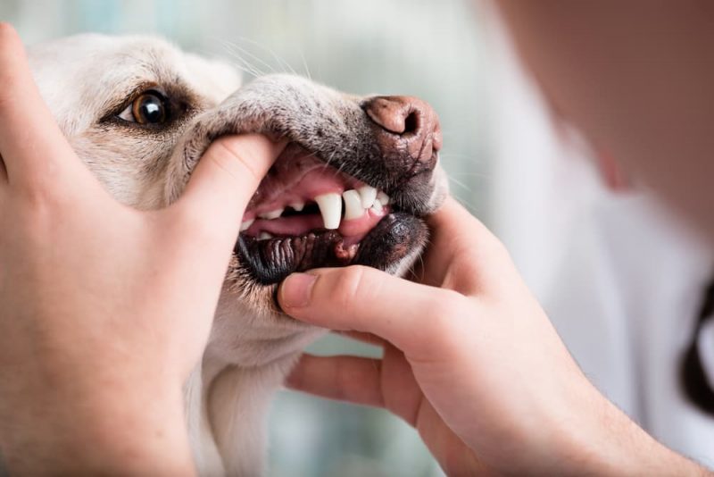 Canine Papilloma Virus | Great Pet Care
