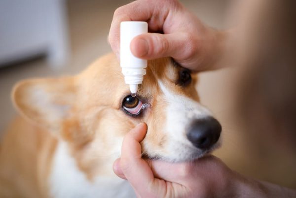 Dog Eye Ulcer: Causes, Symptoms, and Treatment | Great Pet Care