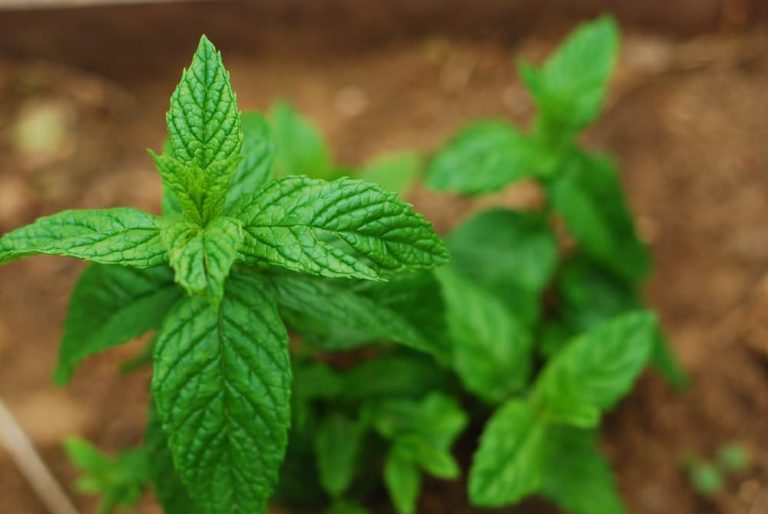 Is Peppermint Oil Safe for Dogs? | Great Pet Care
