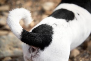 Rectal Prolapse in Dogs | Great Pet Care