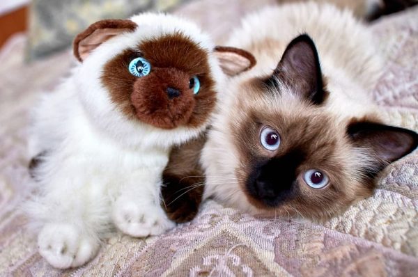 Chatty Kitties: Meet 9 Talkative Cat Breeds | Great Pet Care