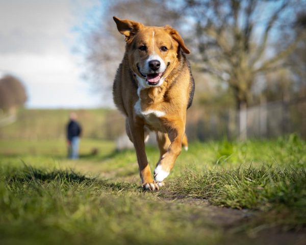 How to Make a Dog Poop Quickly: 6 Helpful Methods | Great Pet Care