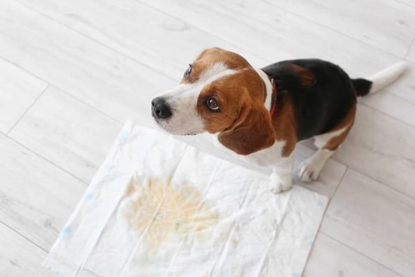 8 Reasons Your Dog Is Peeing A Lot | Great Pet Care