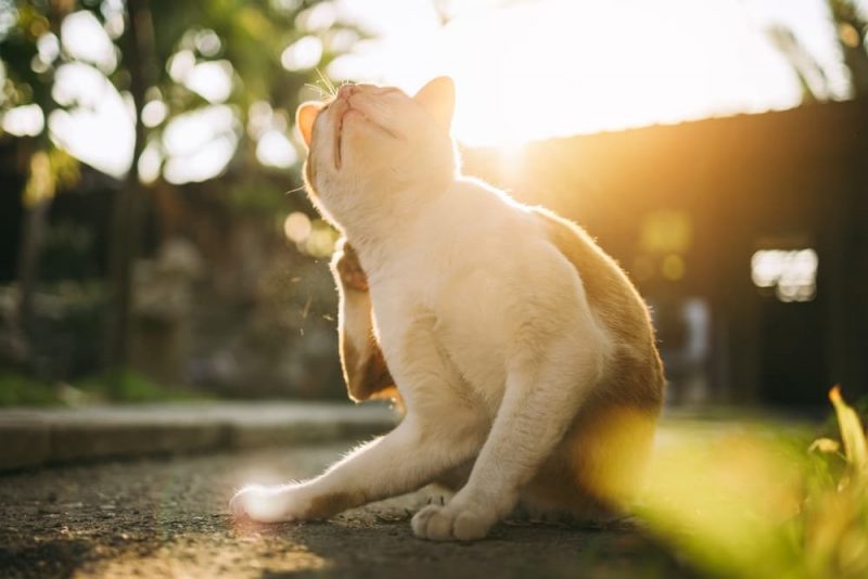 Scabies in Cats | Great Pet Care