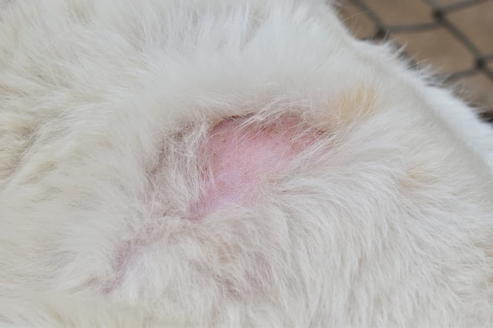 Lab Dog Bald Spots