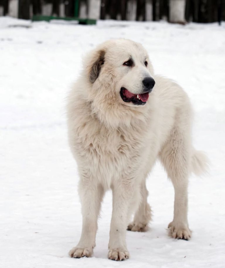 Great Pyrenees | Great Pet Care