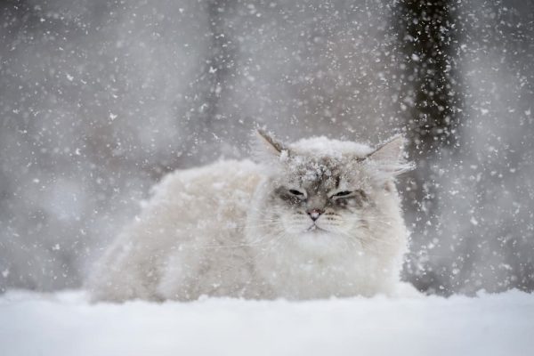How to Keep Cats Warm in Winter | Great Pet Care