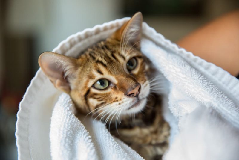 6 Reasons to NEVER Scruff a Cat | Great Pet Care