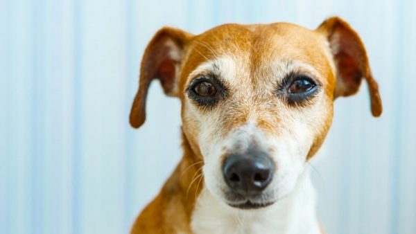Can Dogs Be Autistic? | Great Pet Care