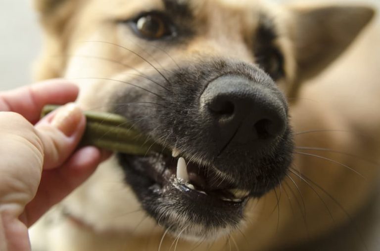 Is Peppermint Oil Safe for Dogs? | Great Pet Care